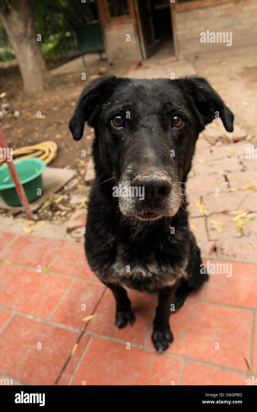 Coco dog hi-res stock photography and images - Alamy