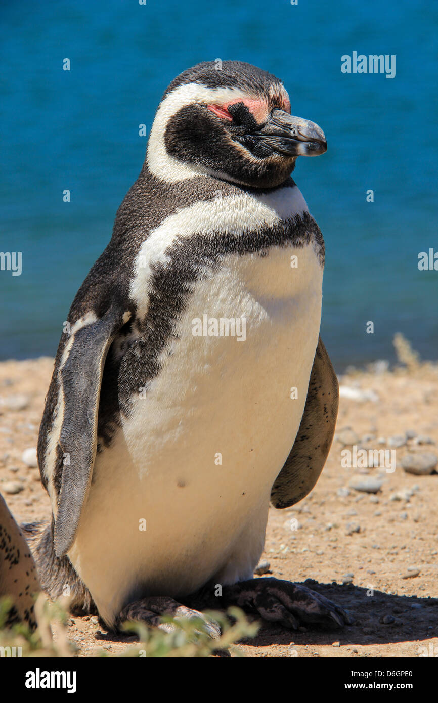 Napping penguin hi-res stock photography and images - Alamy