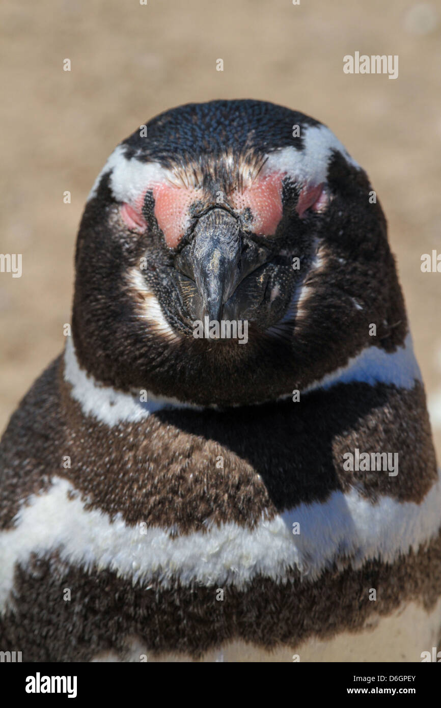 Napping penguin hi-res stock photography and images - Alamy