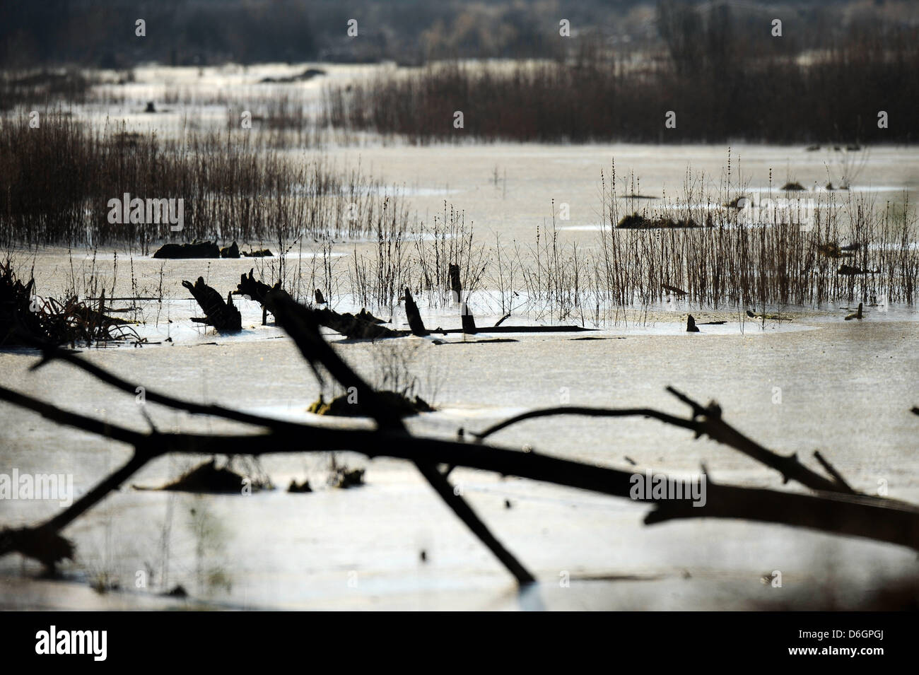A sheet of ice covers the nature conservancy area "Worringer Bruch ...