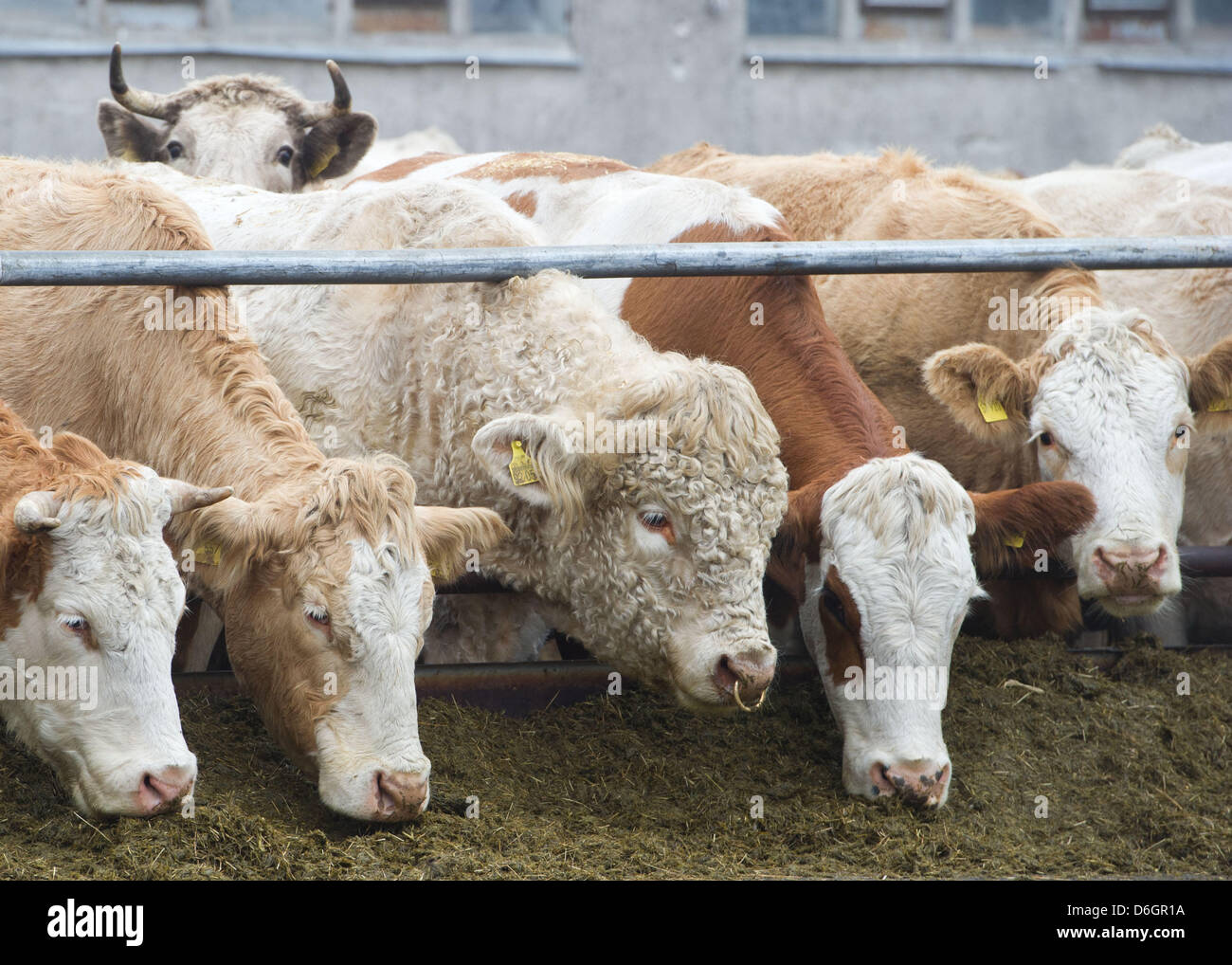 (FILE) An archive photo dated 18 November 2011 shows cows at a farm in ...