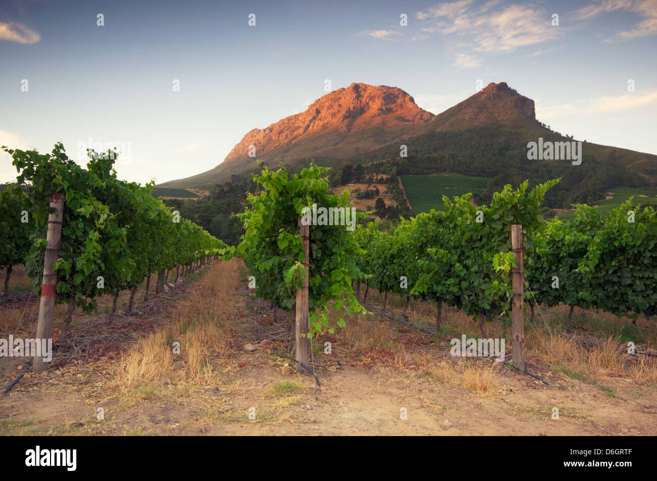 South africa vineyard table mountain hi-res stock photography and ...