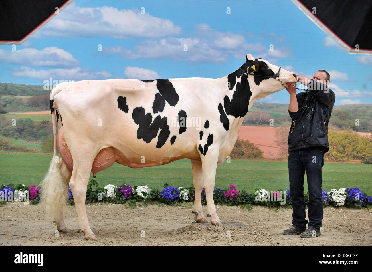 A cow is professionally photographed in a mobile photo studio during ...