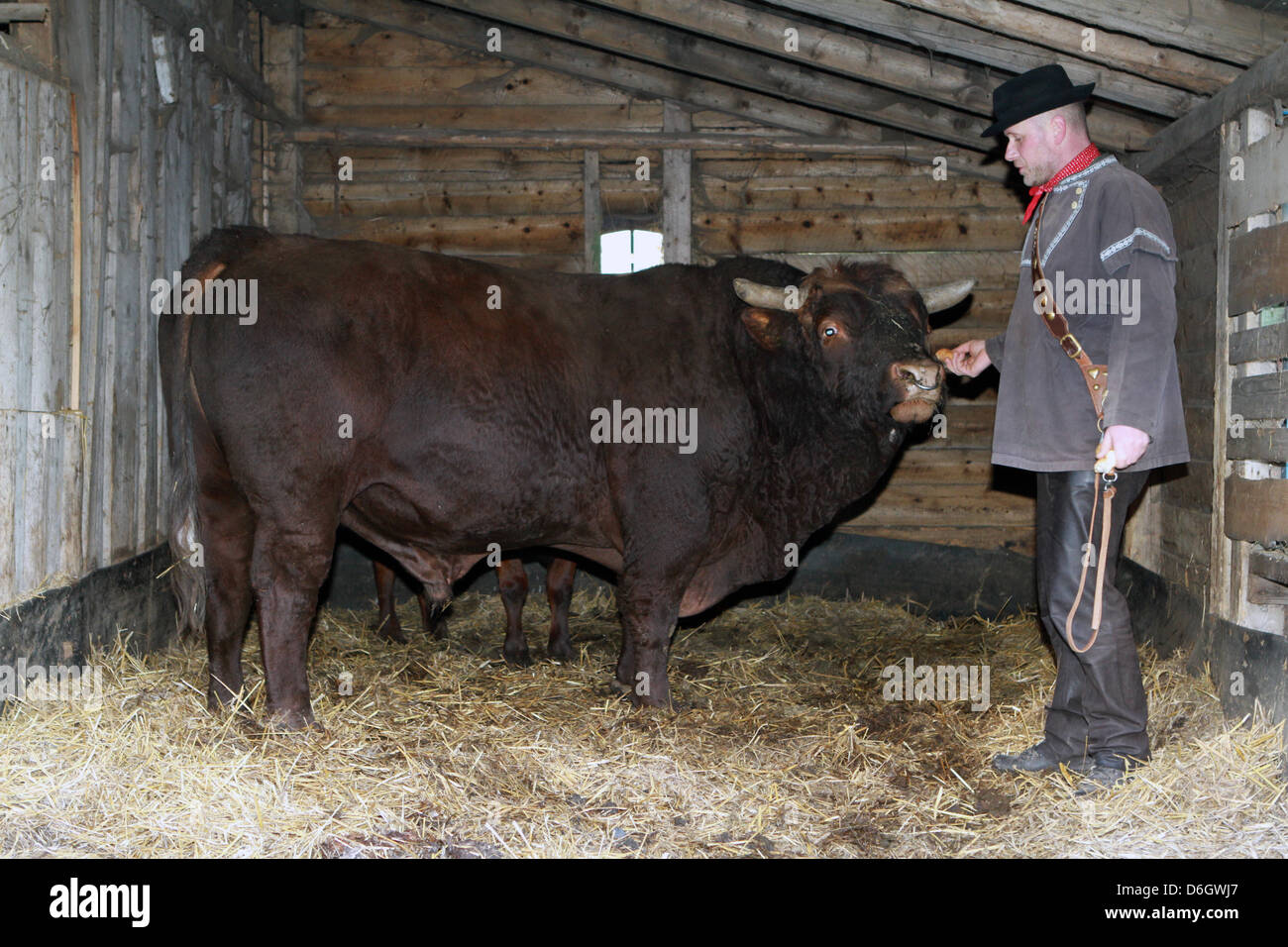 Farmer Uwe Thielecke presents his breeding bull 'Innozenz' at his farm ...