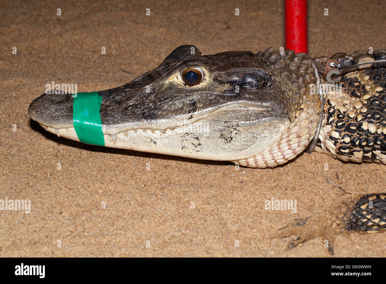 Black Caiman (Melanosuchus niger). Head. Jaws taped for safety of ...