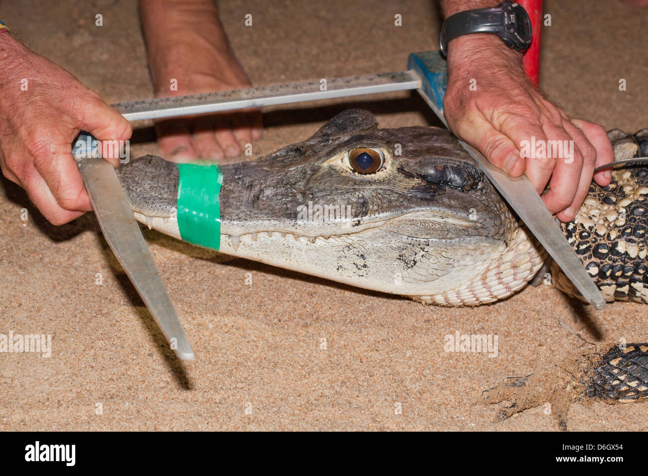 Black Caiman (Melanosuchus niger). Head. Jaws taped for safety of ...