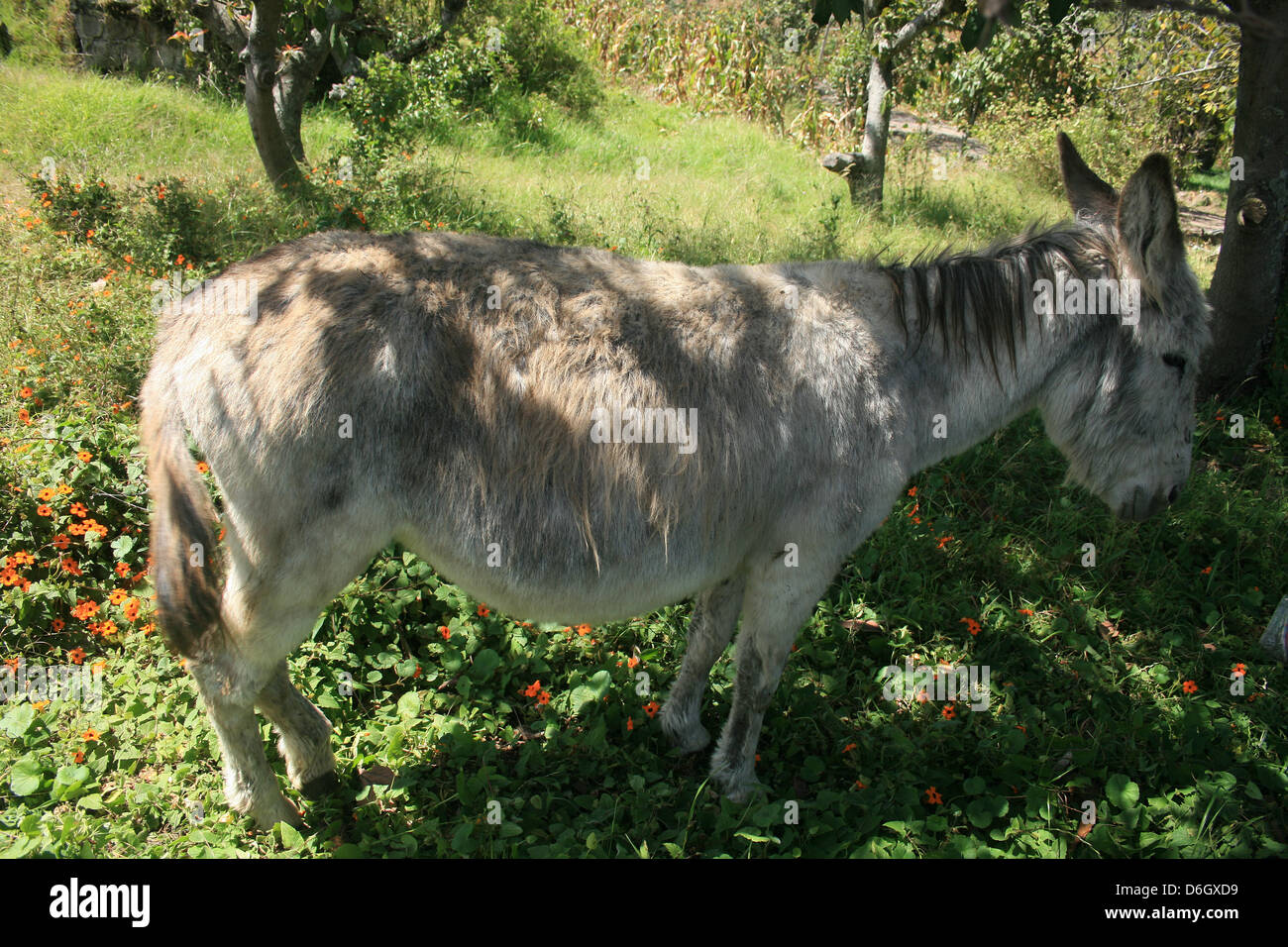 A donkey standing in a farmers meadow in Cotacachi, Ecuador Stock Photo ...