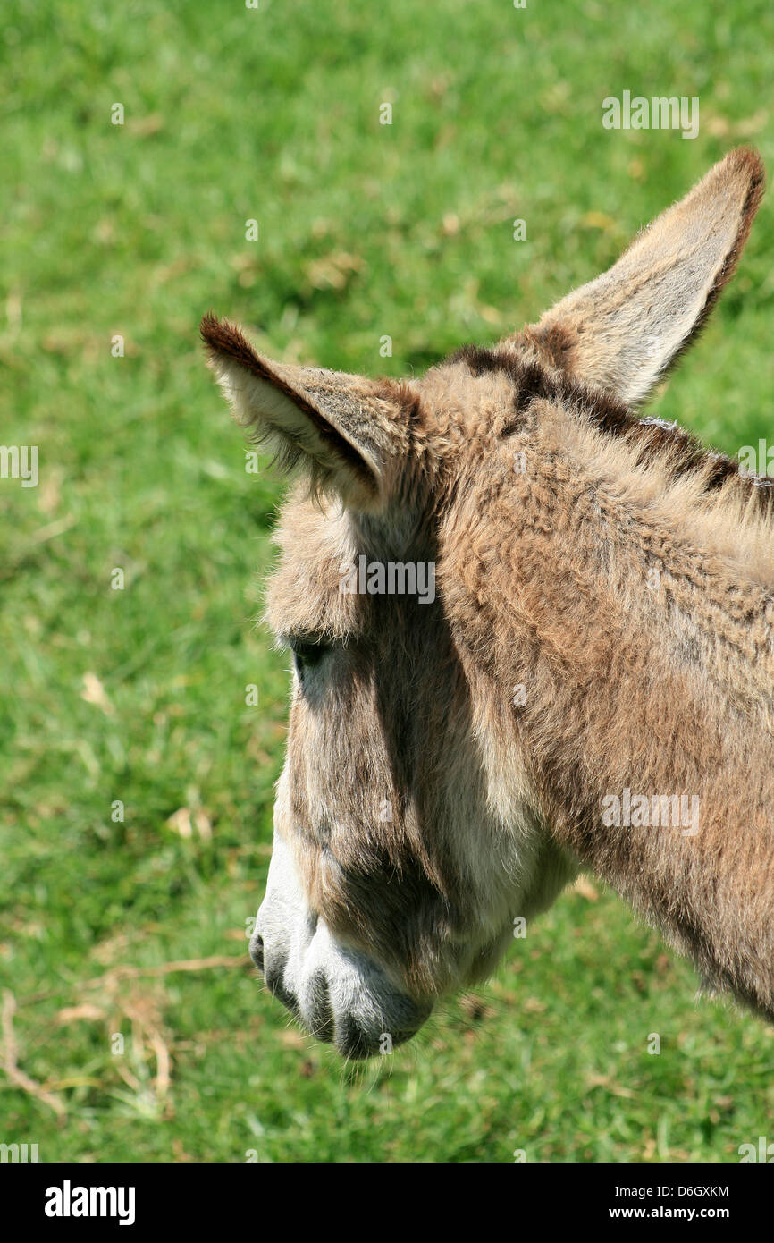 A donkey standing in a farmers meadow in Cotacachi, Ecuador Stock Photo ...
