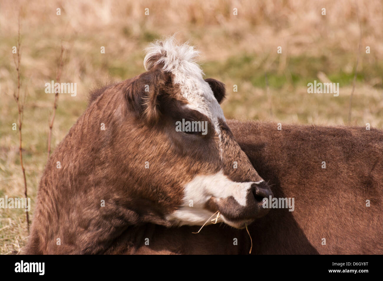 Simmental cow hi-res stock photography and images - Alamy