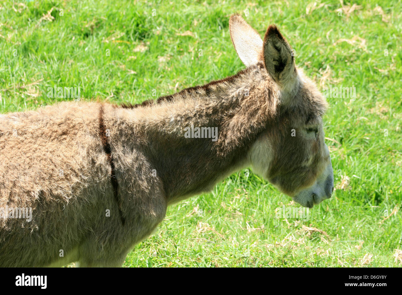 A donkey standing in a farmers meadow in Cotacachi, Ecuador Stock Photo ...