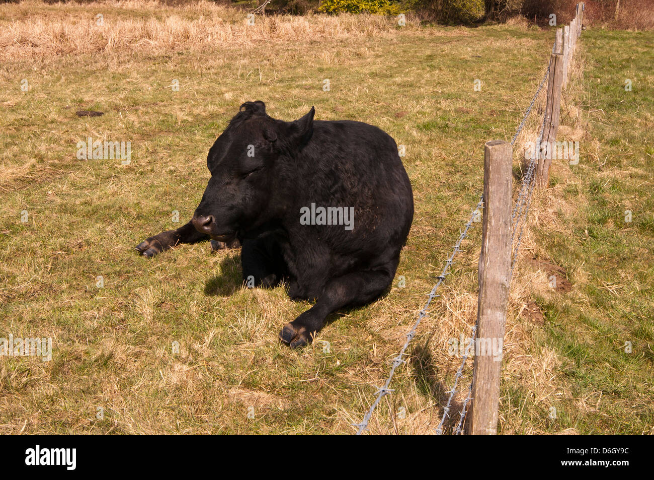 Cow laying down hi-res stock photography and images - Alamy