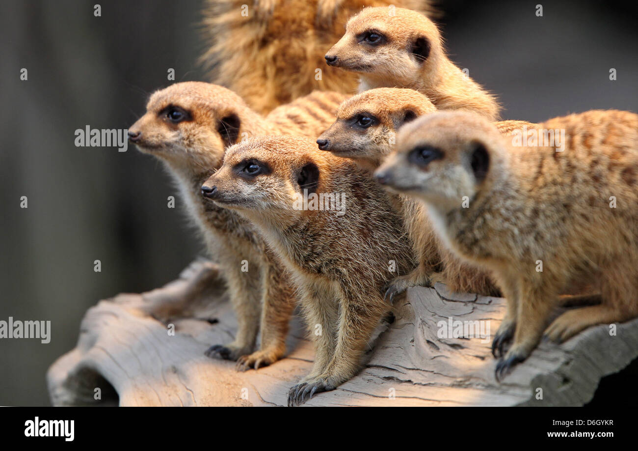 Meekats explores their enclosure at the hillside zoo in Halle/Saale ...
