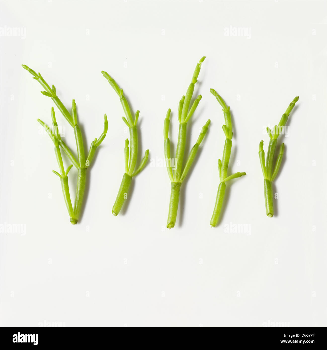 Very short stems hi-res stock photography and images - Alamy