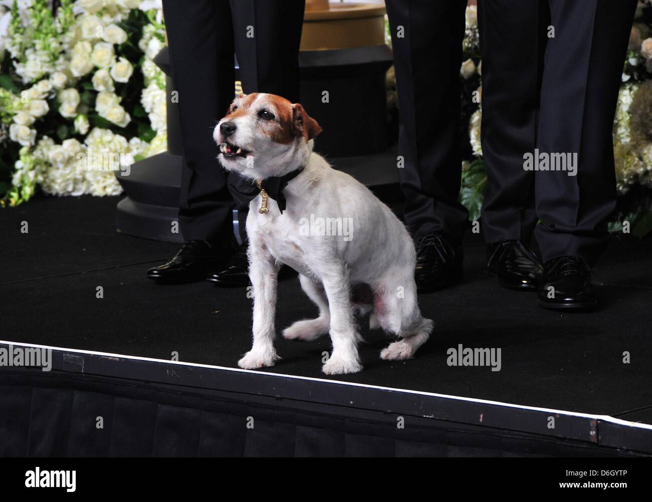 Uggie, the dog from the film "The Artist", pose in the photo press room ...