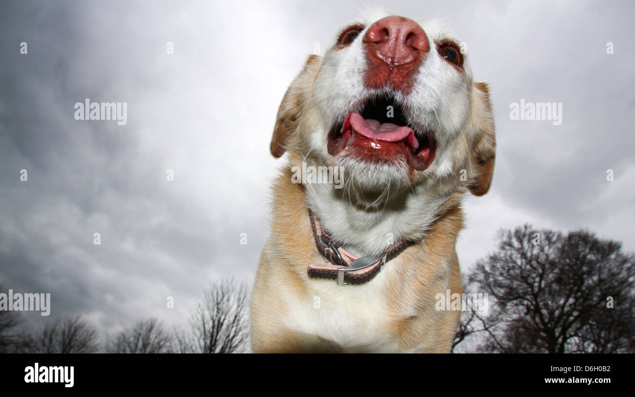 Close up of mongrel dog's mouth and teeth Stock Photo - Alamy