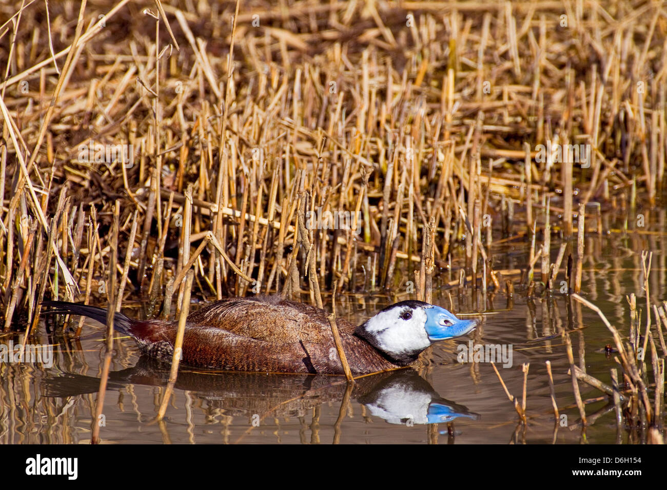 Male White-headed Duck Stock Photo - Alamy