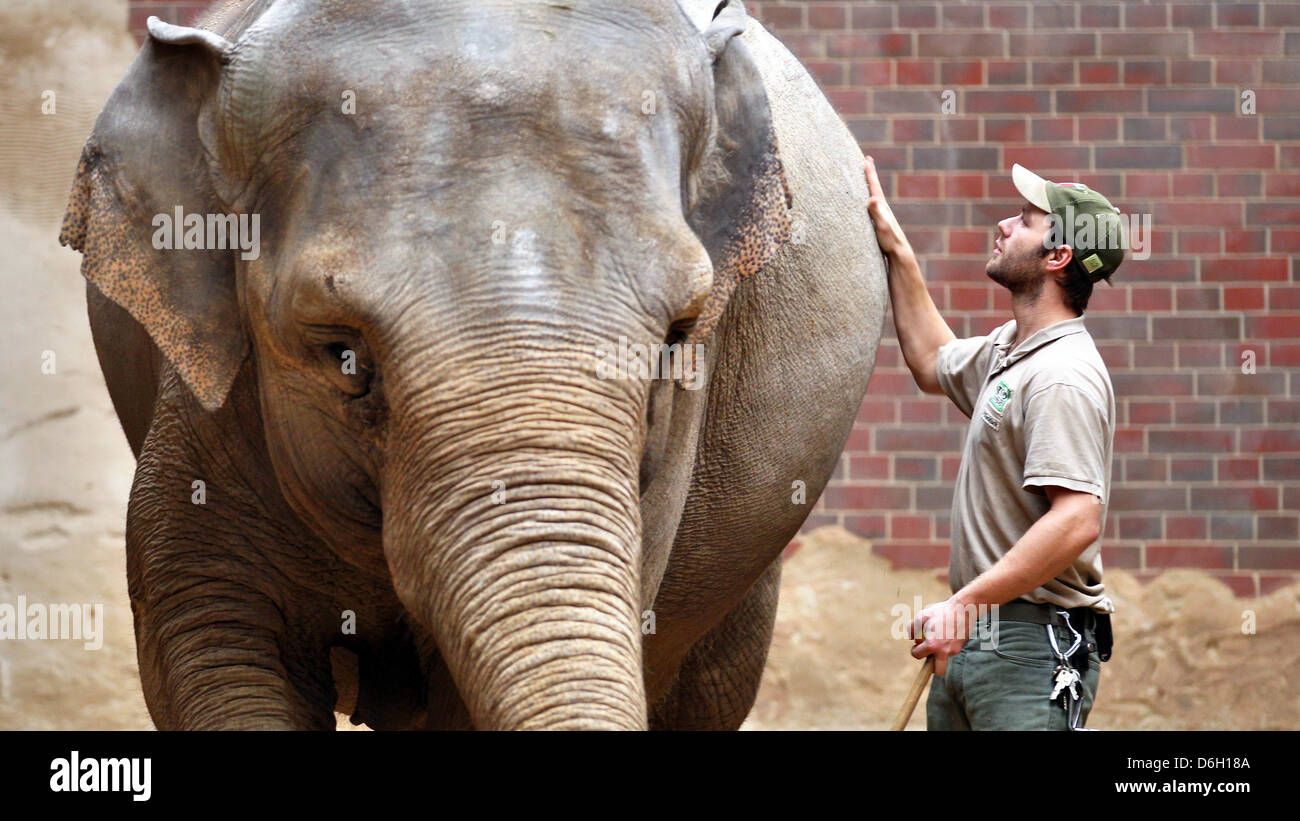 Zookeeper Peter Kockisch does excersises with pregnant female elephant ...