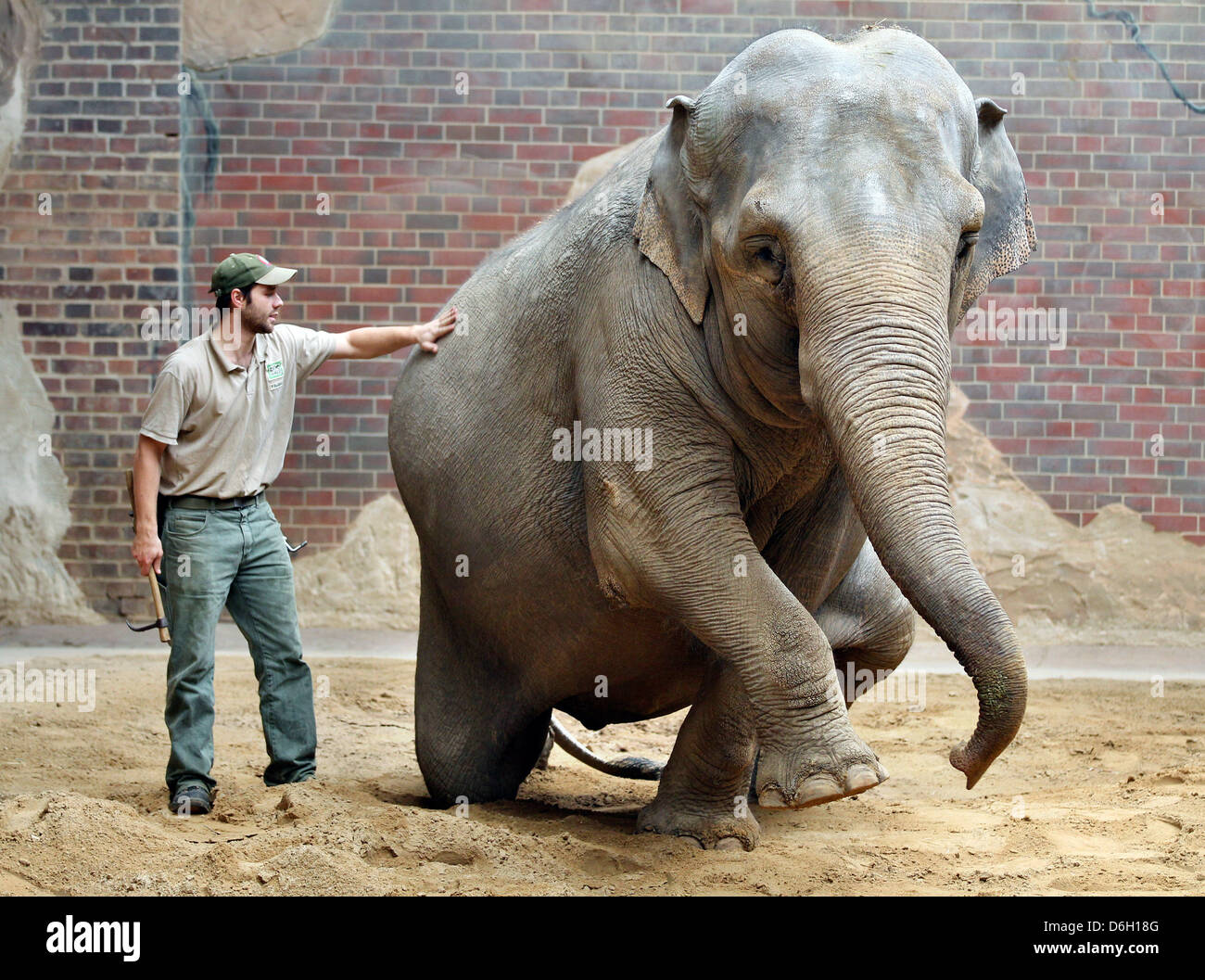 Zookeeper Peter Kockisch does excersises with pregnant female elephant ...