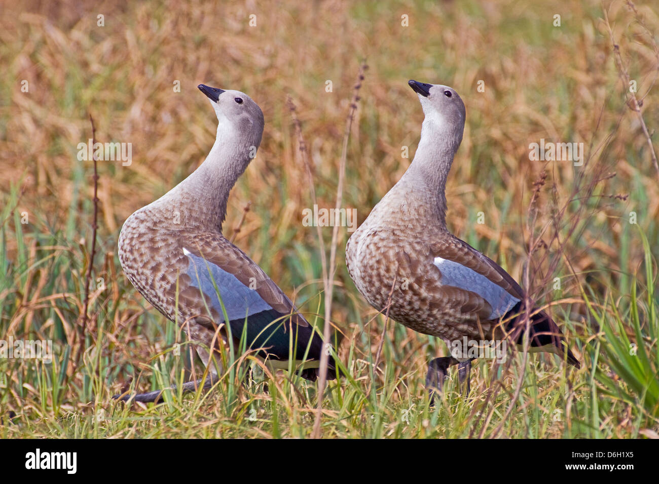 Blue winged geese hi-res stock photography and images - Alamy