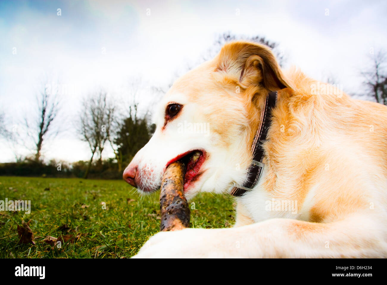 Dog chew stick in hi-res stock photography and images - Alamy