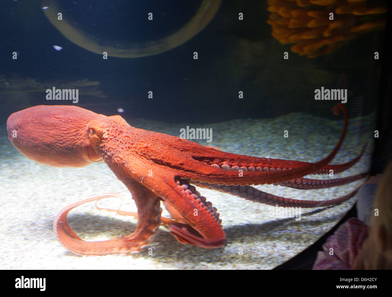 The 'Giant Pacific Octopus', the largest octupus of the special ...
