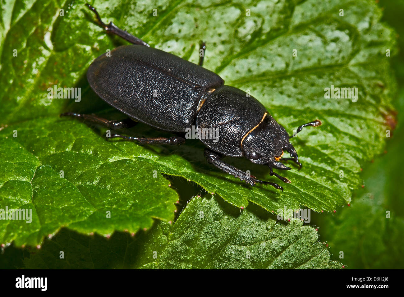 Female Lesser Stag Beetle Stock Photo - Alamy Female Lesser Stag Beetle Stock Photo - Alamy