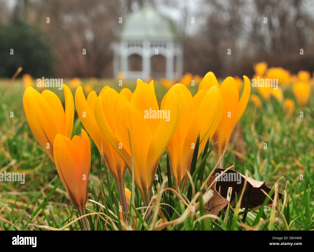 The first crocuses of the year bloom on a meadow in the city centre of ...