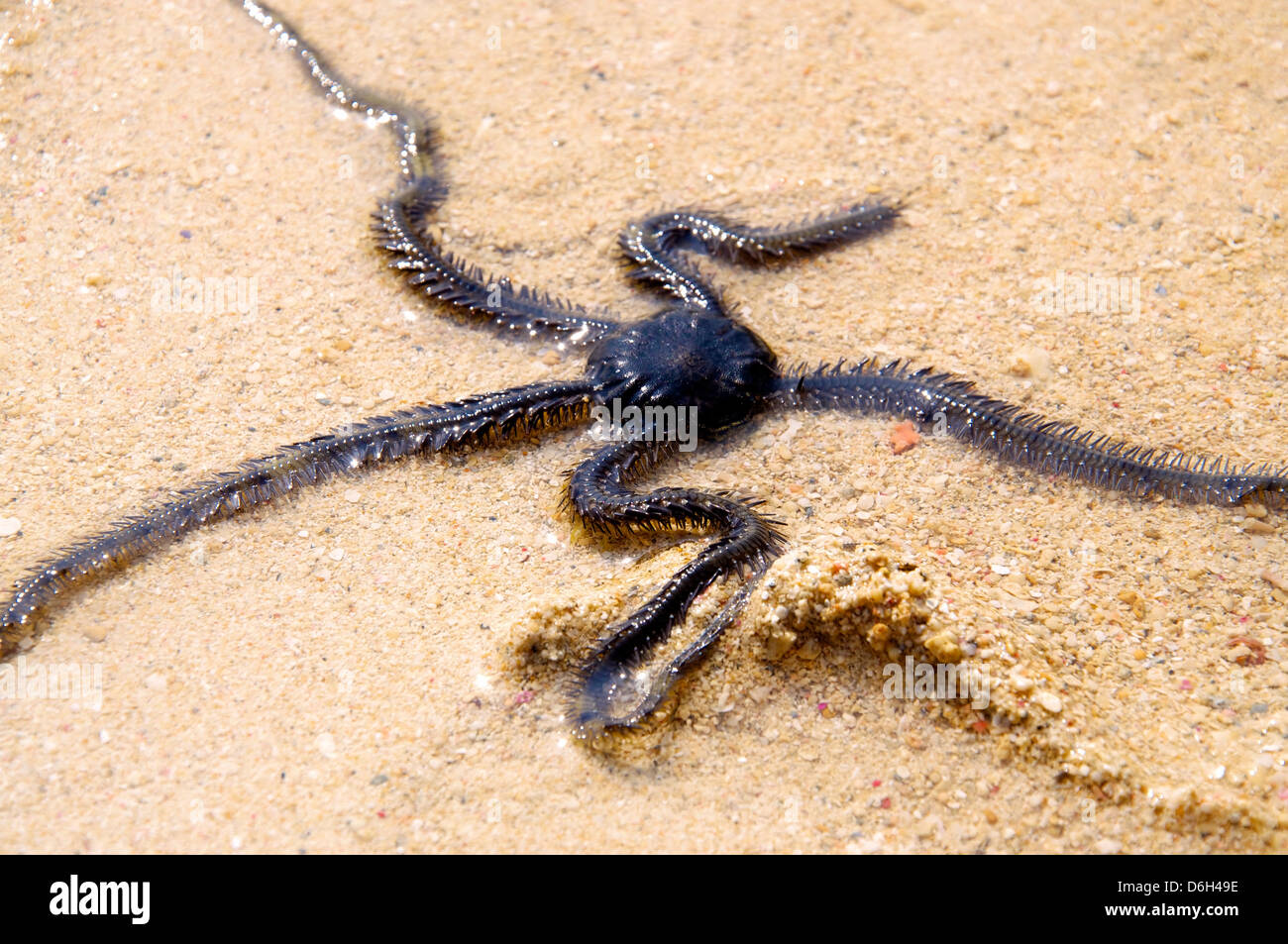 Brittle starfish hi-res stock photography and images - Alamy