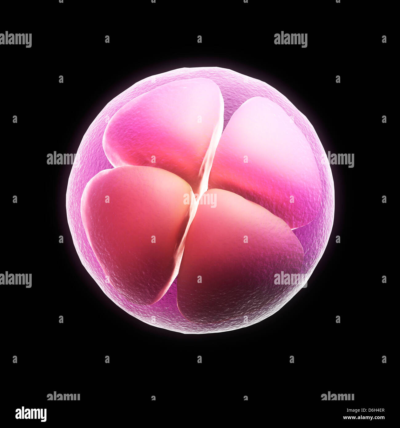 Embryo Development High Resolution Stock Photography and Images - Alamy