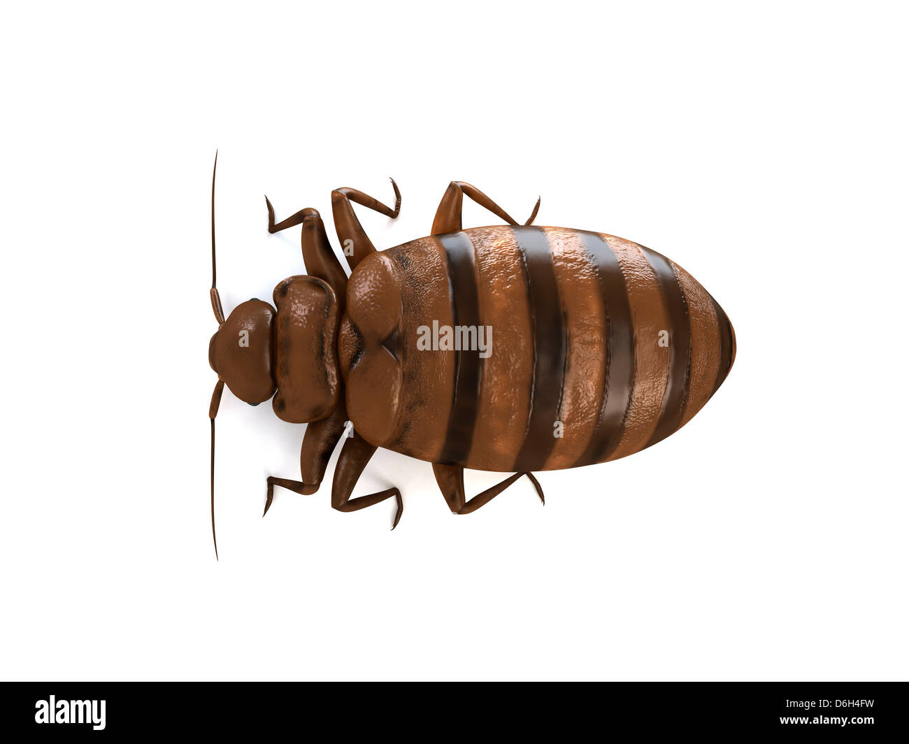 Bed bug anatomy Cut Out Stock Images & Pictures - Alamy