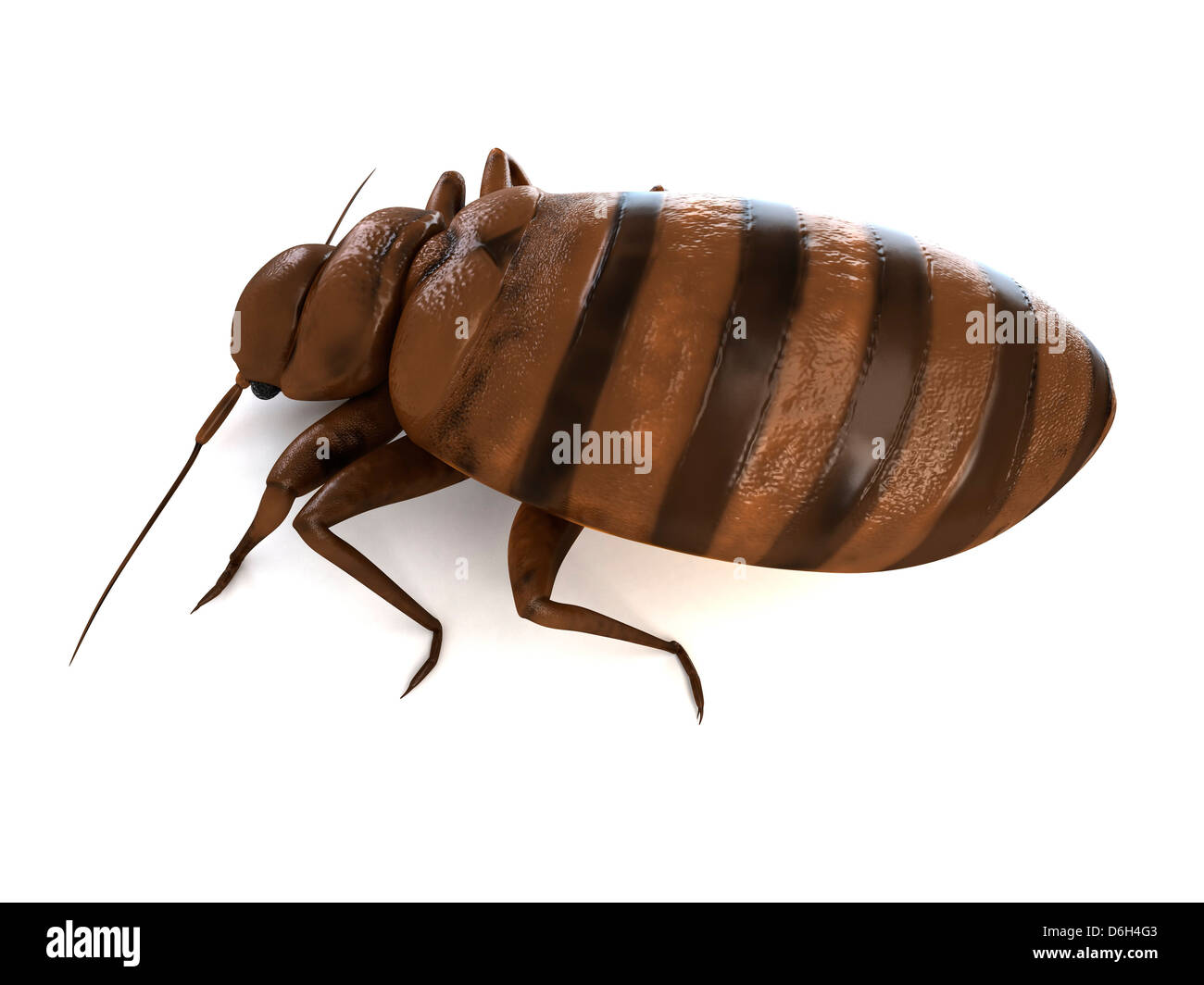 Bed bug anatomy hi-res stock photography and images - Alamy