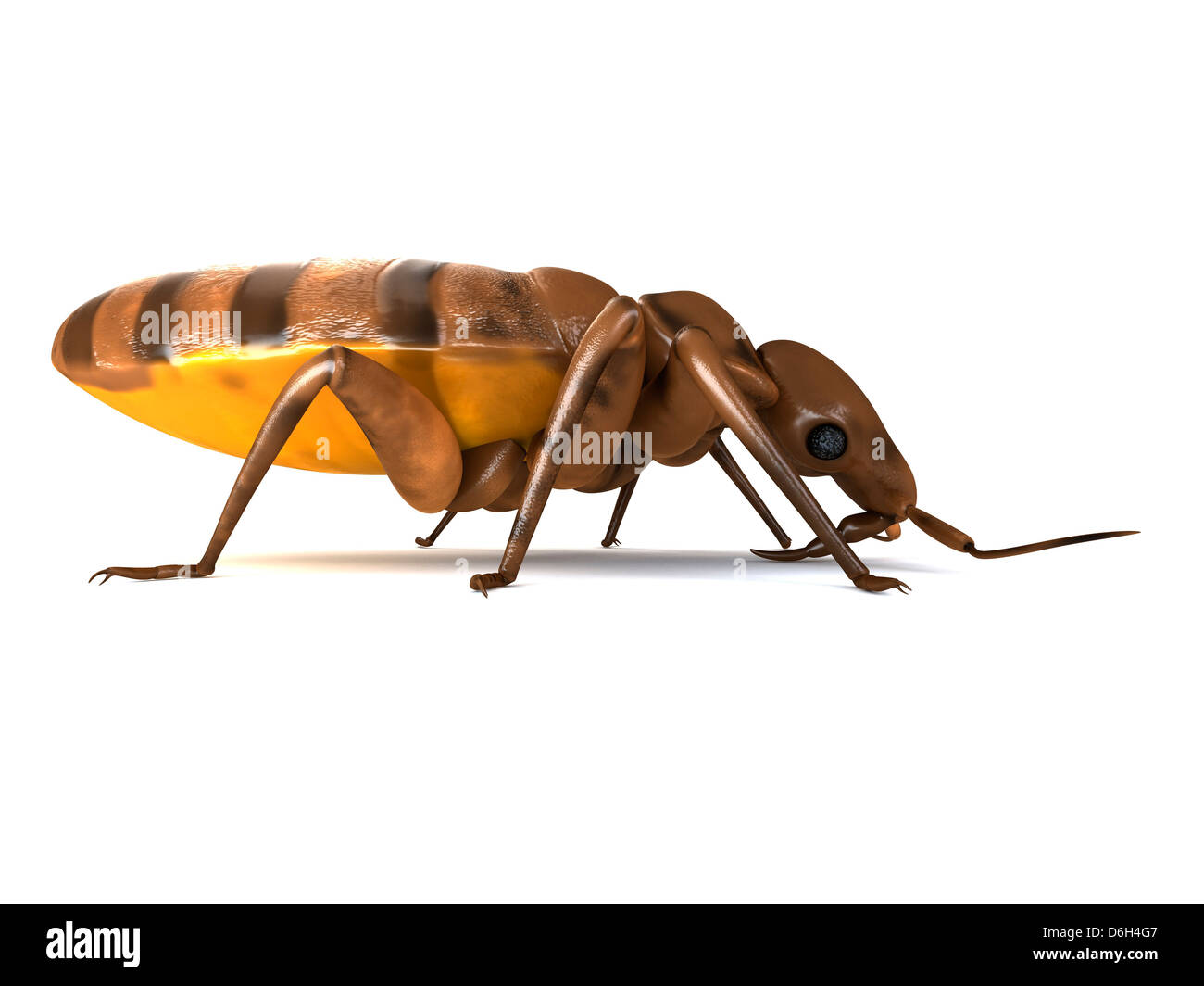 Bed bug anatomy hi-res stock photography and images - Alamy