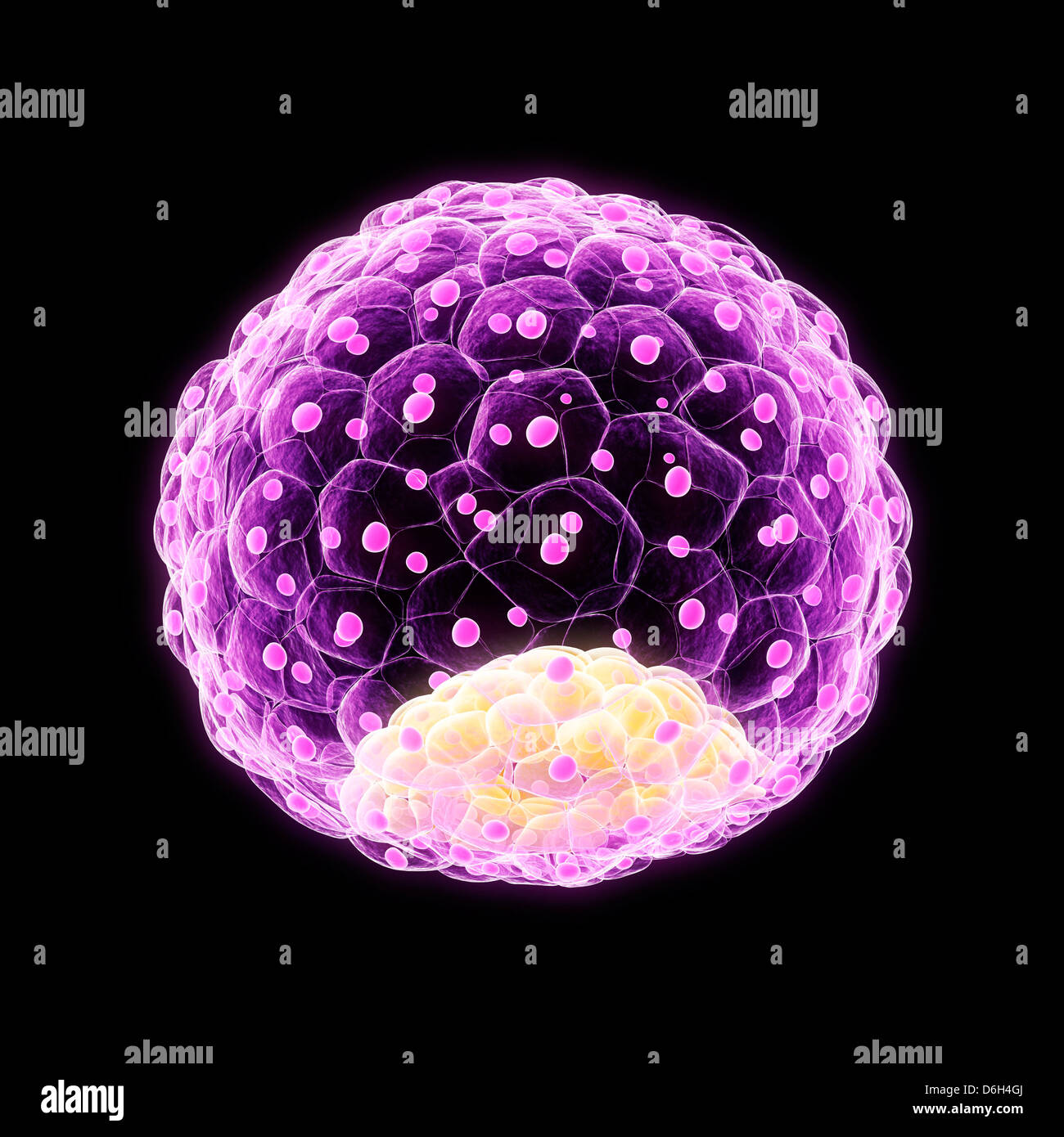 Blastocyst Development High Resolution Stock Photography and Images - Alamy