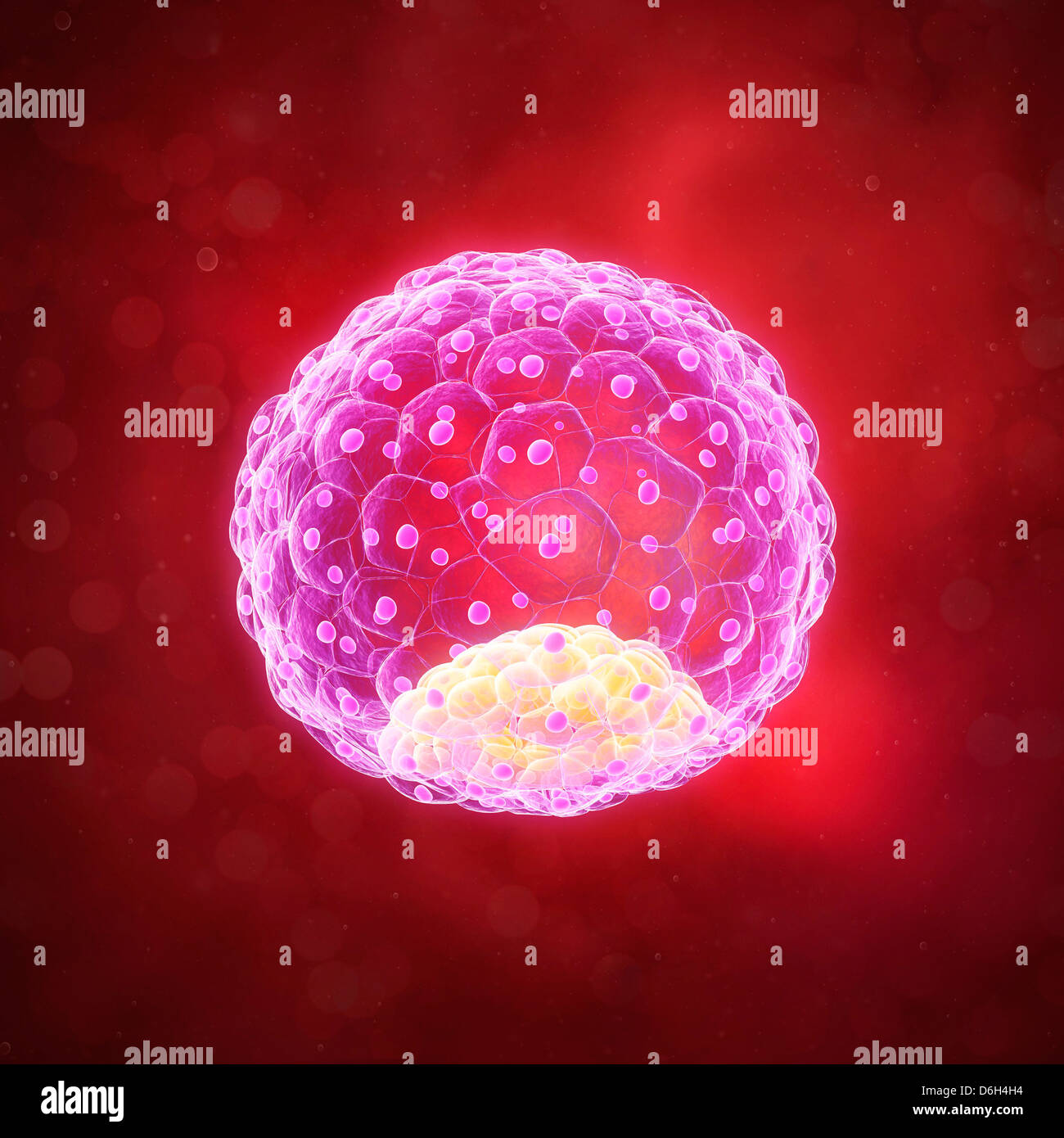Blastocyst Development High Resolution Stock Photography and Images - Alamy