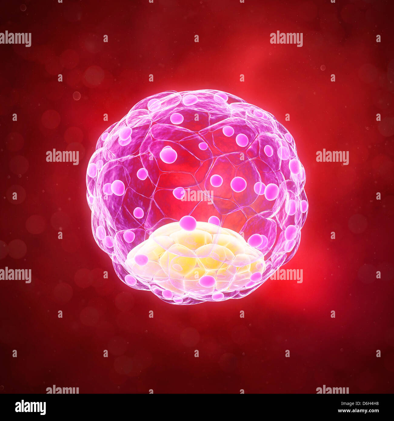 Blastocyst hi-res stock photography and images - Alamy