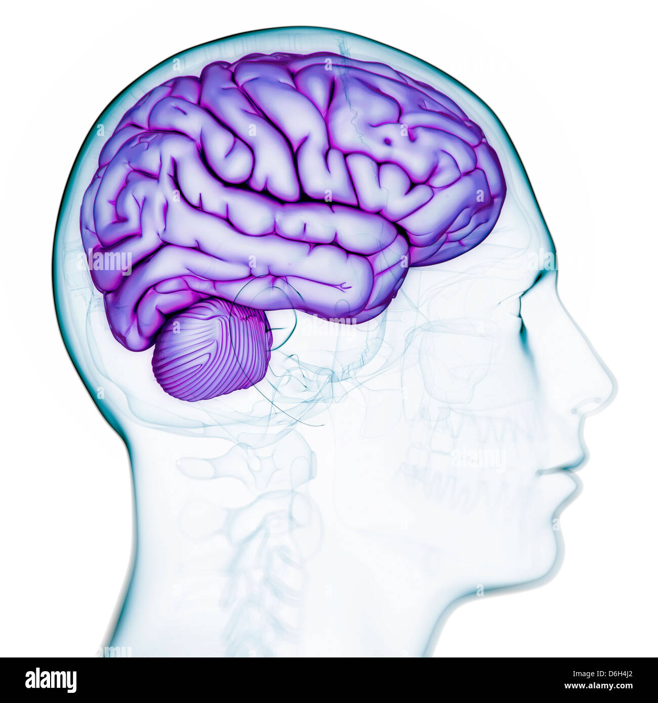 Male anatomy brain Cut Out Stock Images & Pictures - Alamy