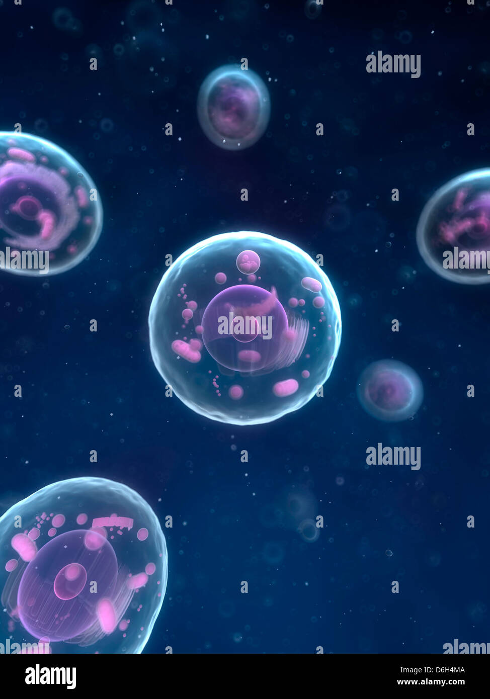 Animal cells, artwork Stock Photo - Alamy