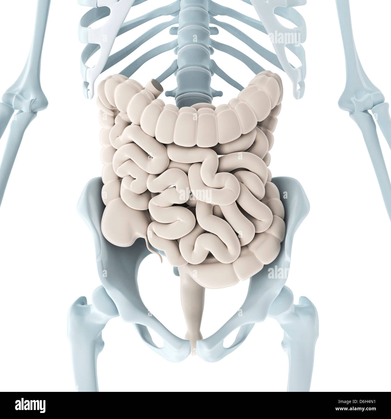 Healthy intestines hi-res stock photography and images - Alamy