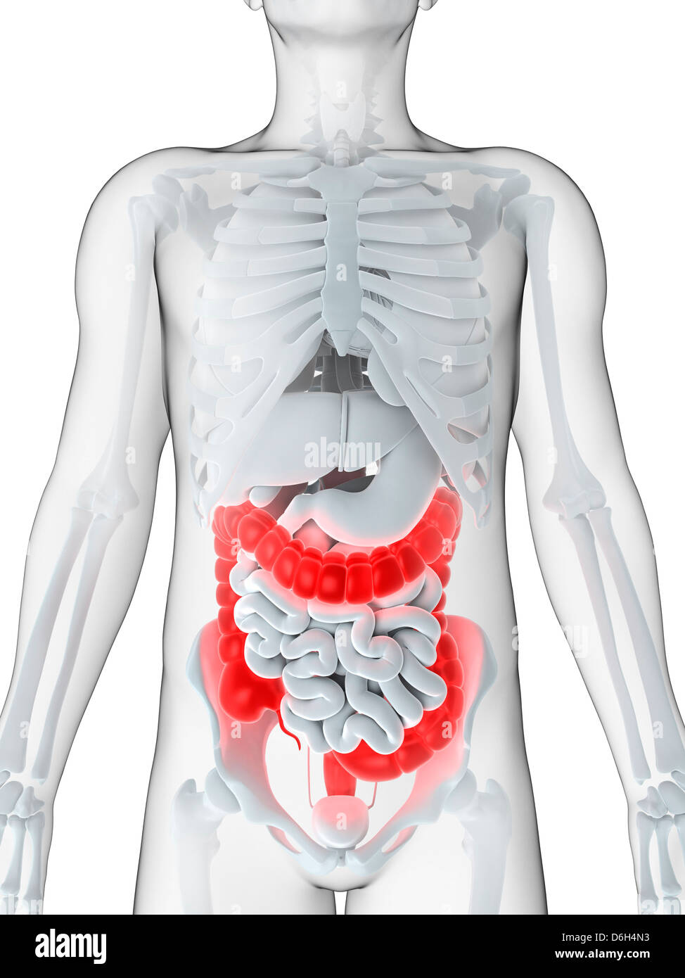 Male large intestine, artwork Stock Photo - Alamy