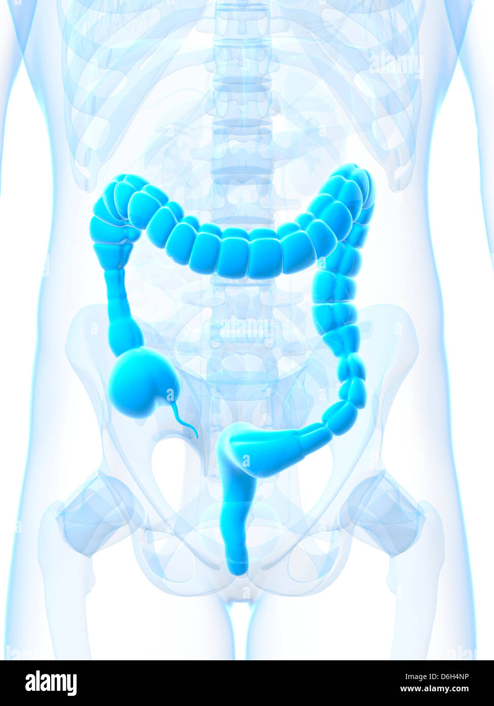 Colonic hi-res stock photography and images - Alamy
