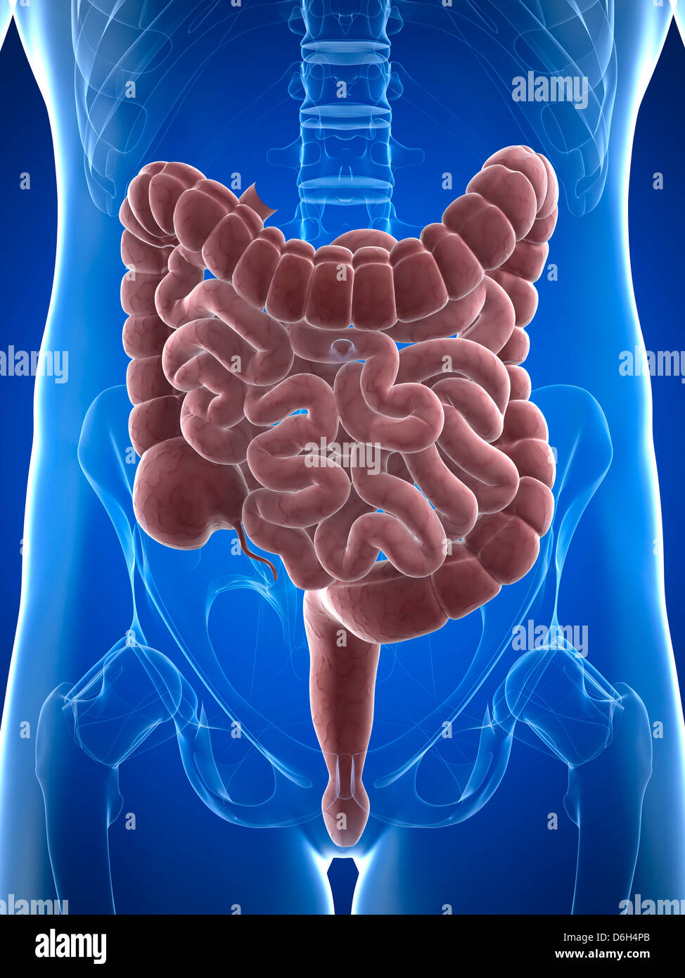 Normal Rectum High Resolution Stock Photography and Images - Alamy