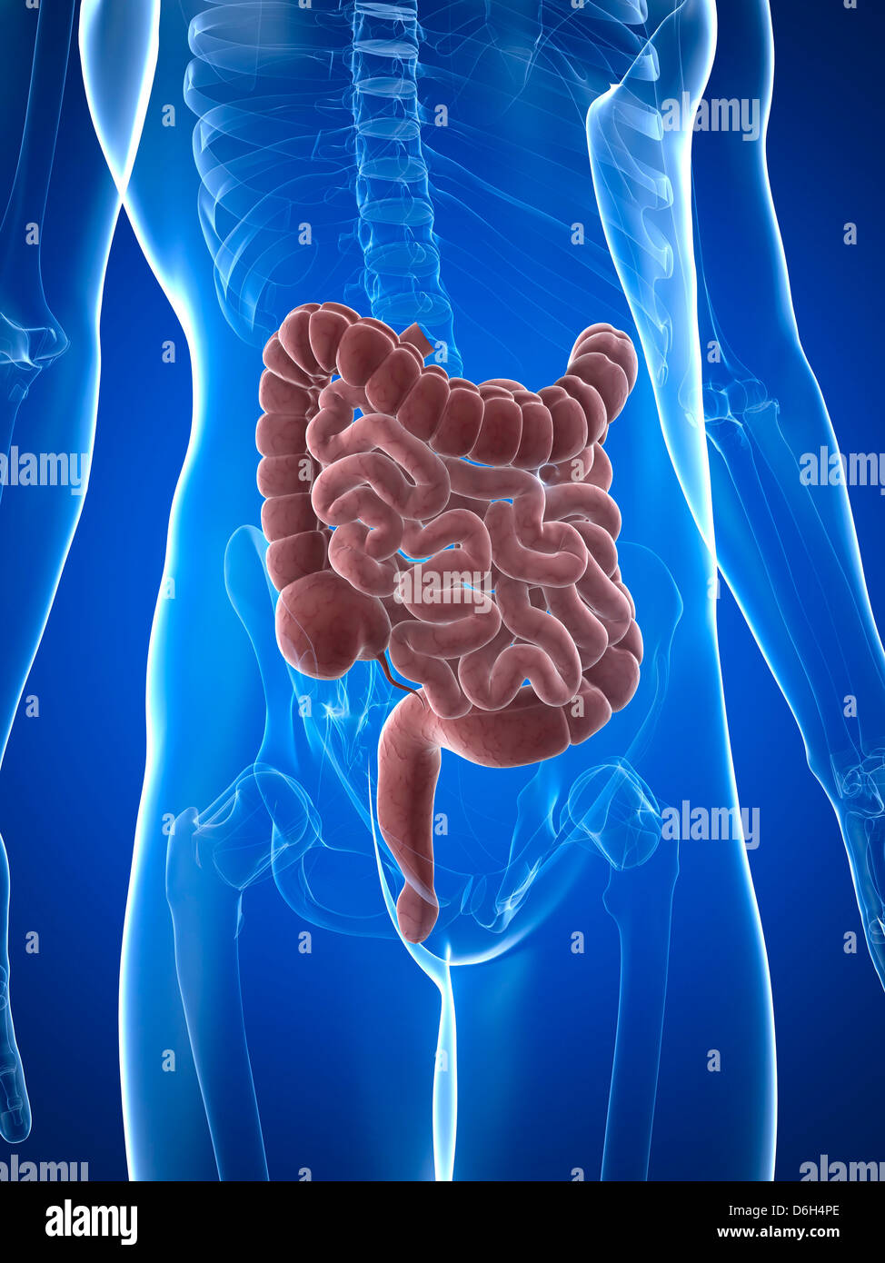Normal Rectum High Resolution Stock Photography and Images - Alamy