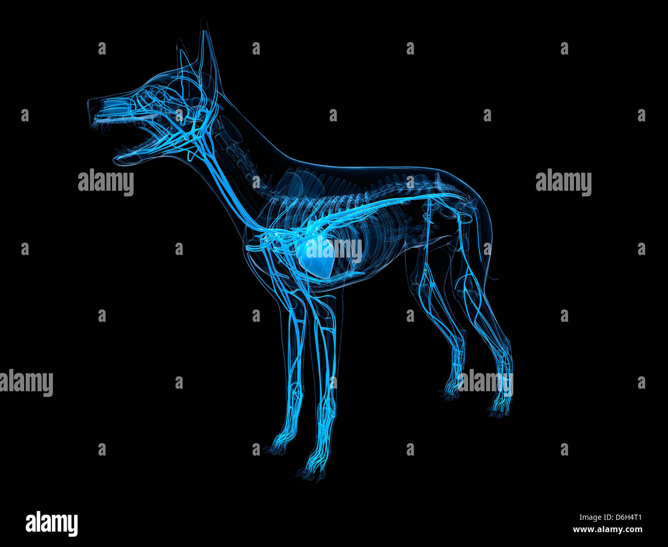 Dog cardiovascular artwork hi-res stock photography and images - Alamy