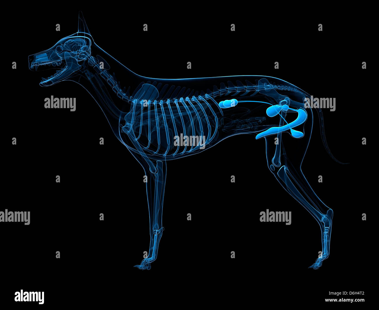 Dog Skeleton High Resolution Stock Photography and Images - Alamy
