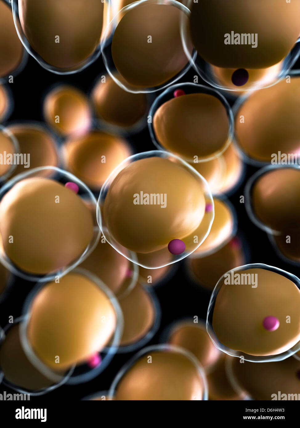 Human fat cells, artwork Stock Photo - Alamy