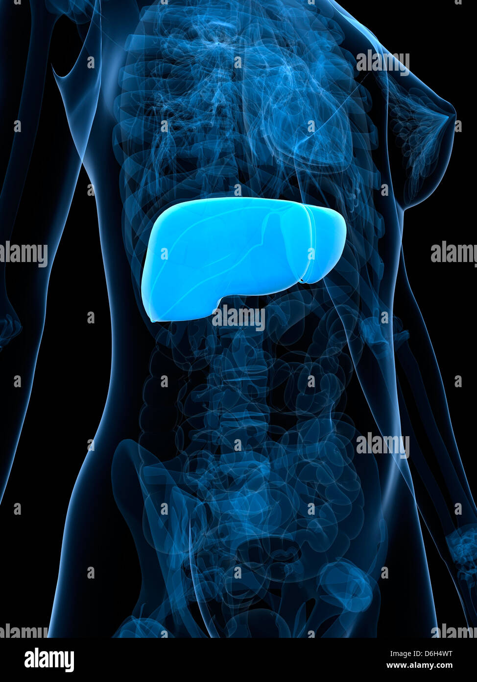 Healthy liver, artwork Stock Photo - Alamy