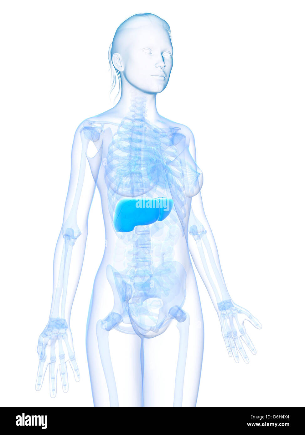 Healthy liver, artwork Stock Photo - Alamy