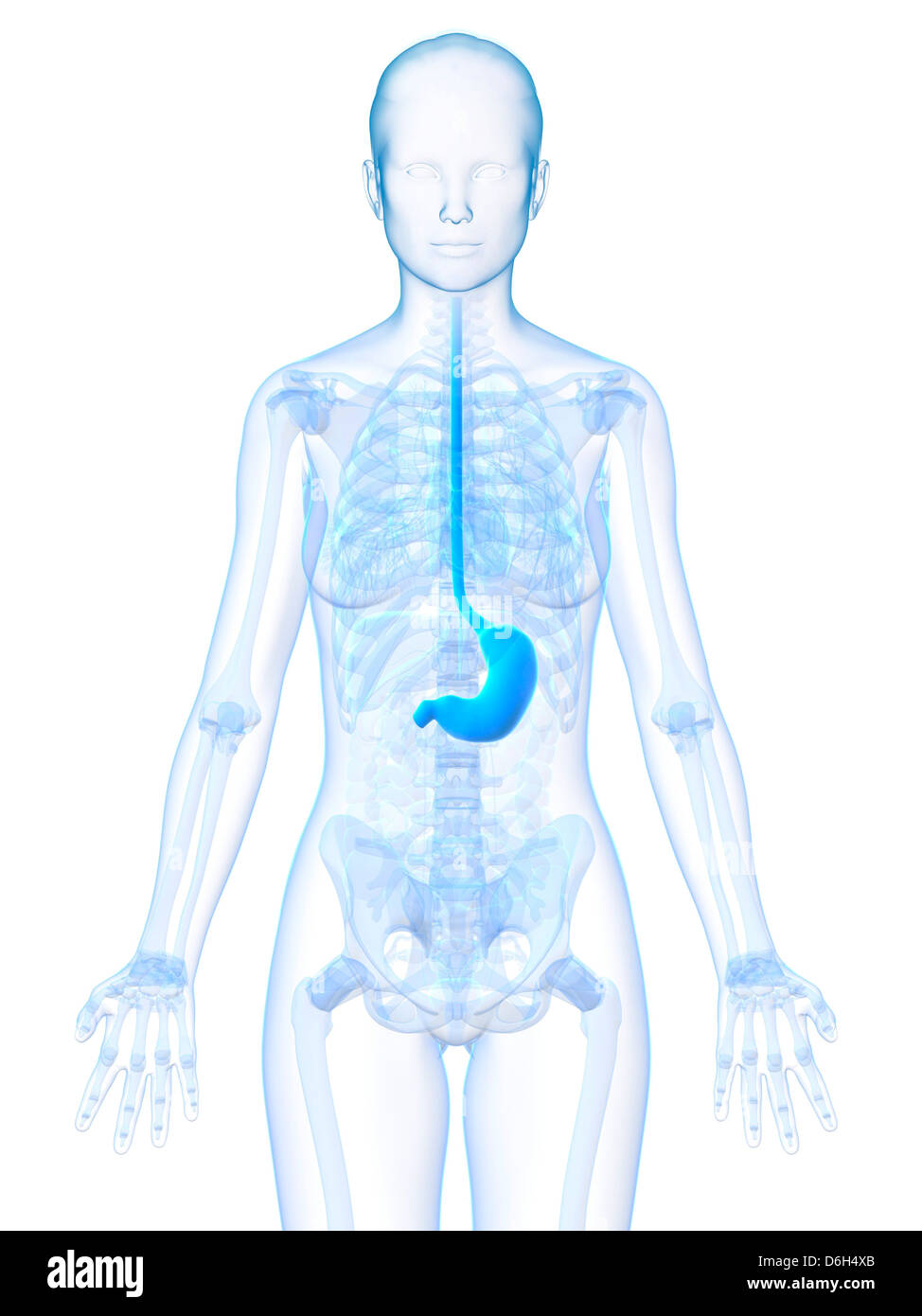 Healthy stomach, artwork Stock Photo - Alamy