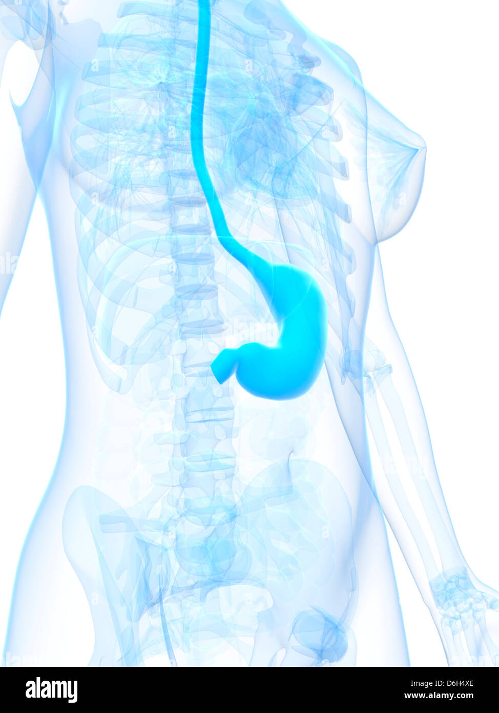 Healthy stomach, artwork Stock Photo - Alamy