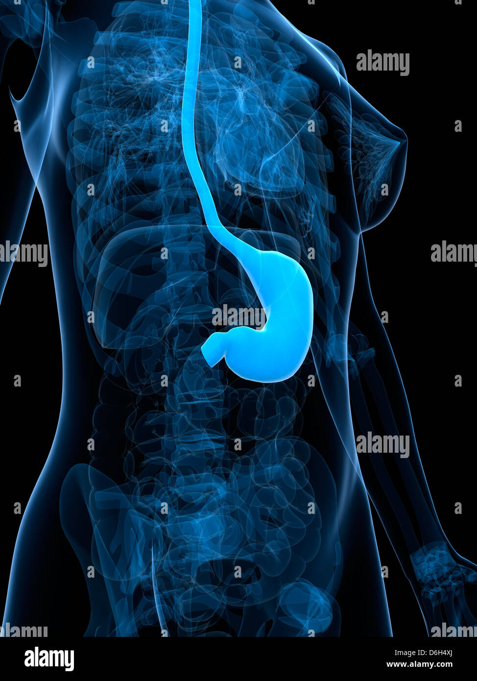 Healthy stomach, artwork Stock Photo - Alamy